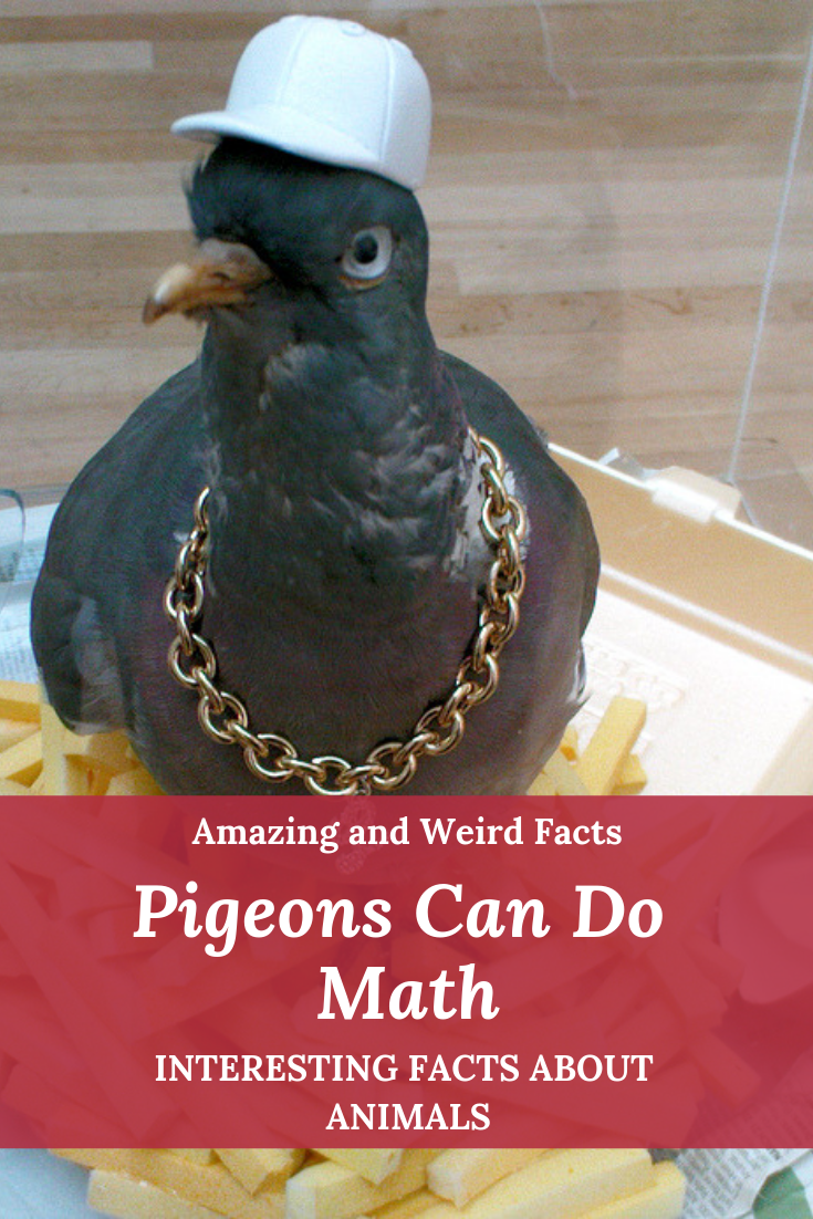 Pigeons Can Do Math | Amazing WTF Facts