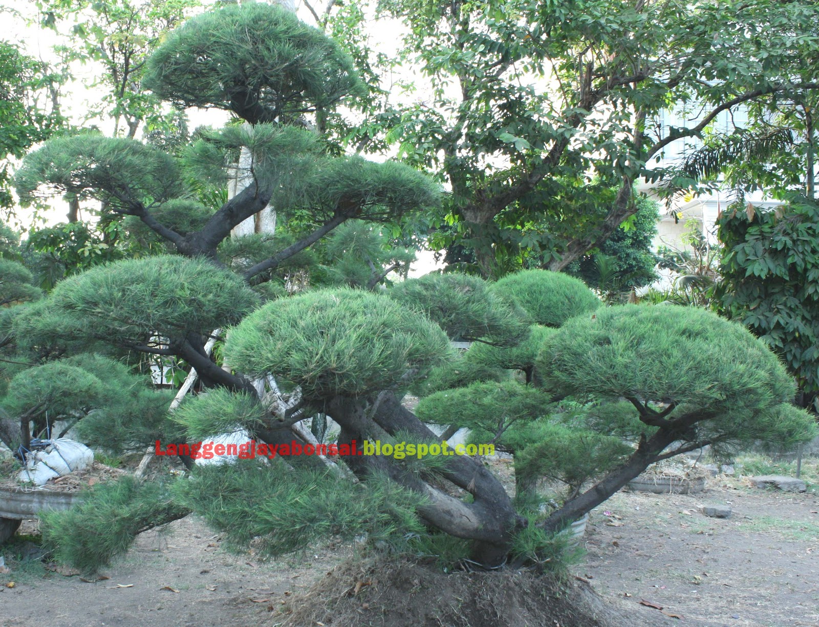 Cemara Udang C0026 | LJB