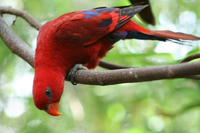 Red Lory - Birds World