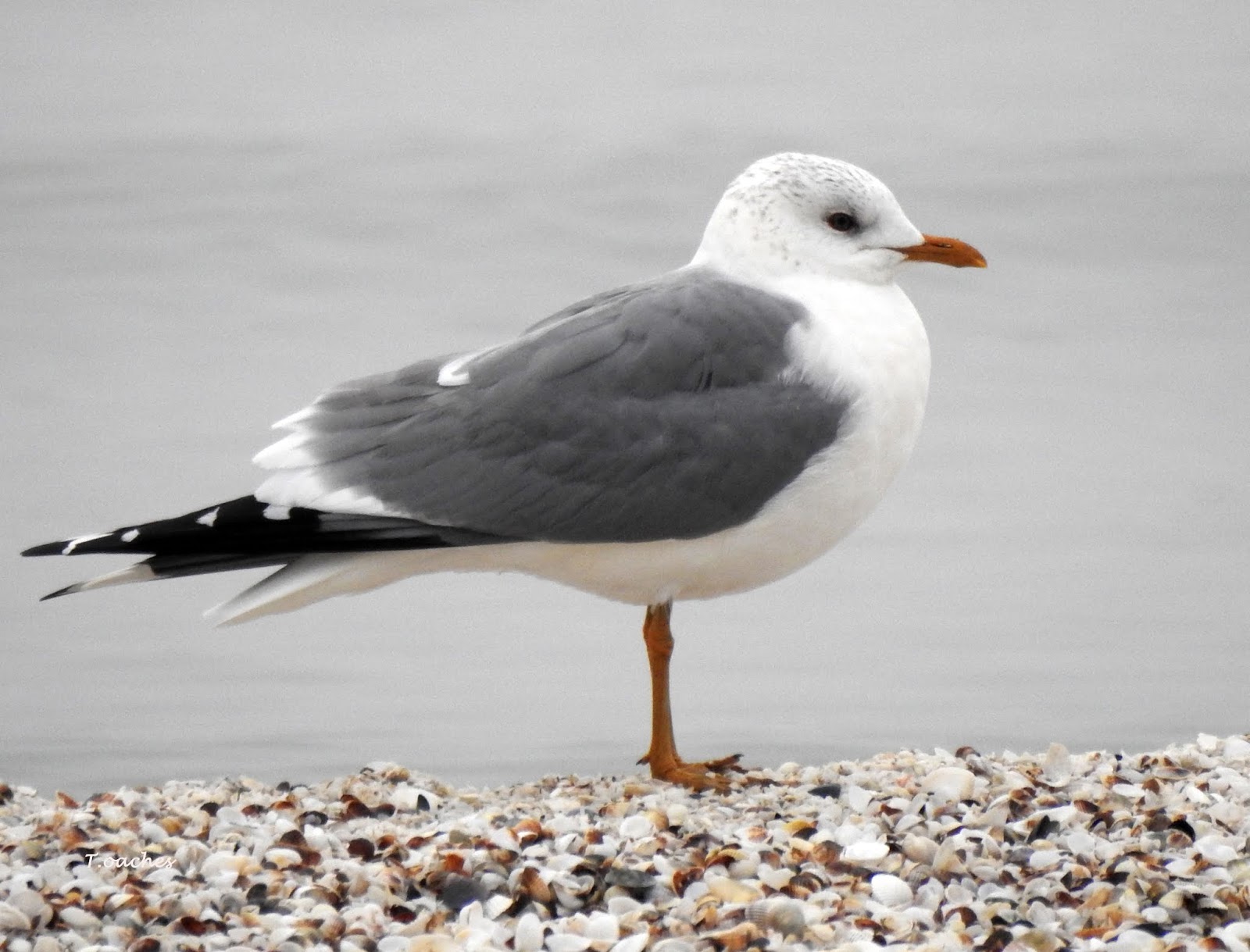 PASARI DIN ROMANIA: PESCARUS SUR, Larus canus