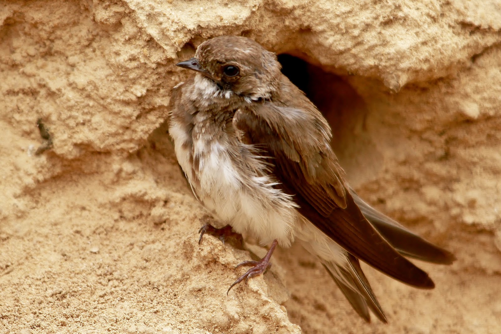 Nature photographer Svein R Johannessen : SVALER