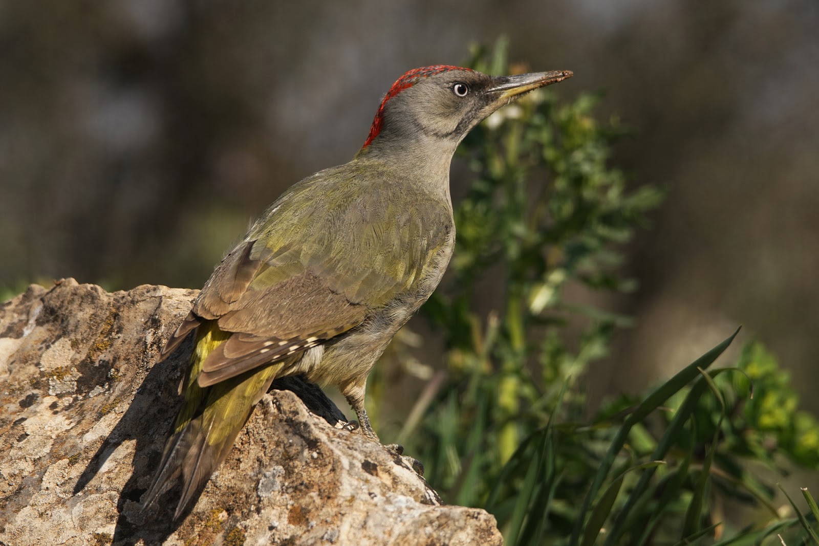 Pasión por las aves: Pito real,(Picus viridis)