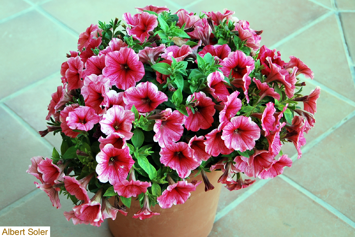 Fotos de flores: Petunia Potunia de tres colores