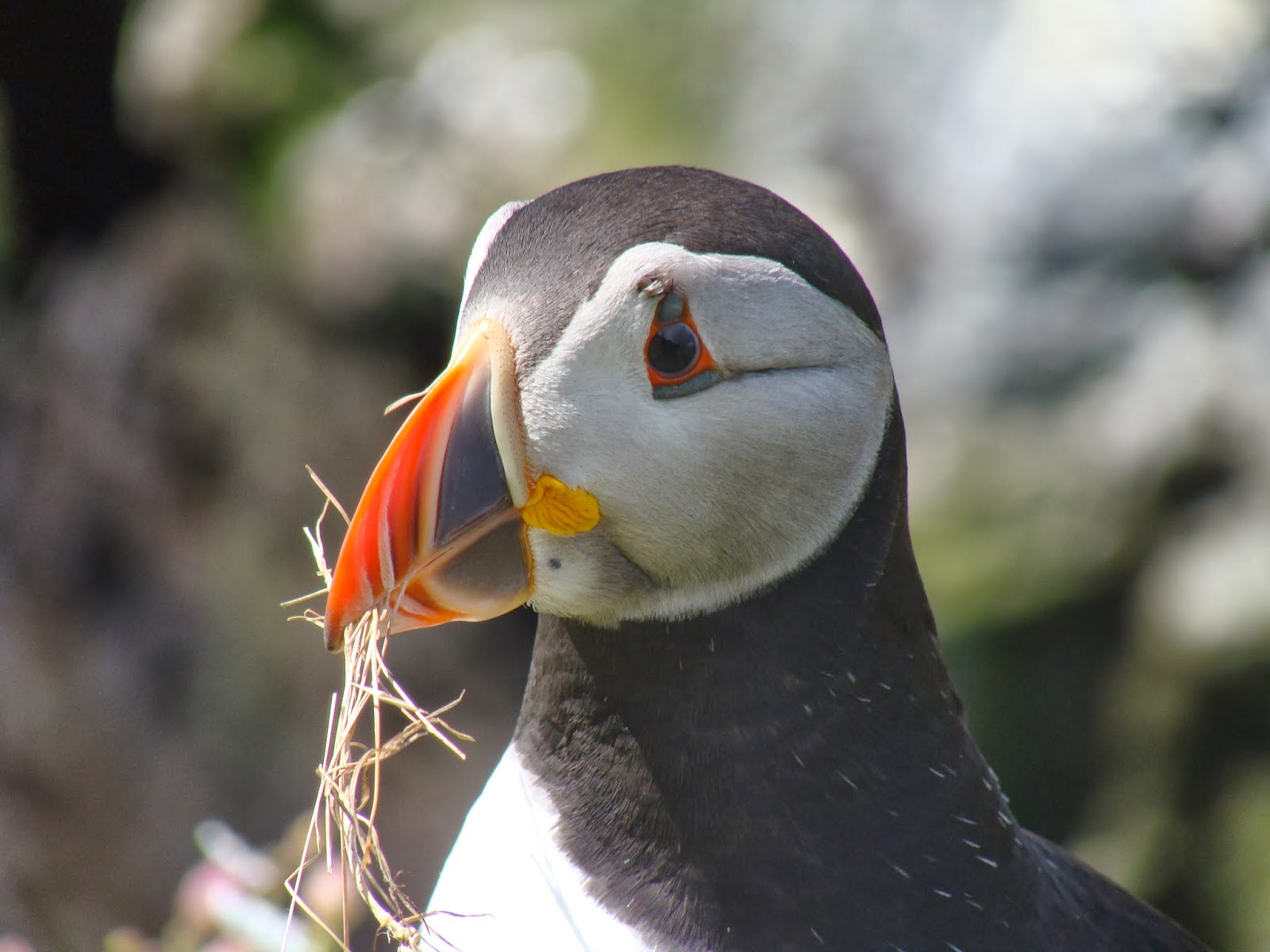 Lewgi's Adventures: Puff Puff Puffins!