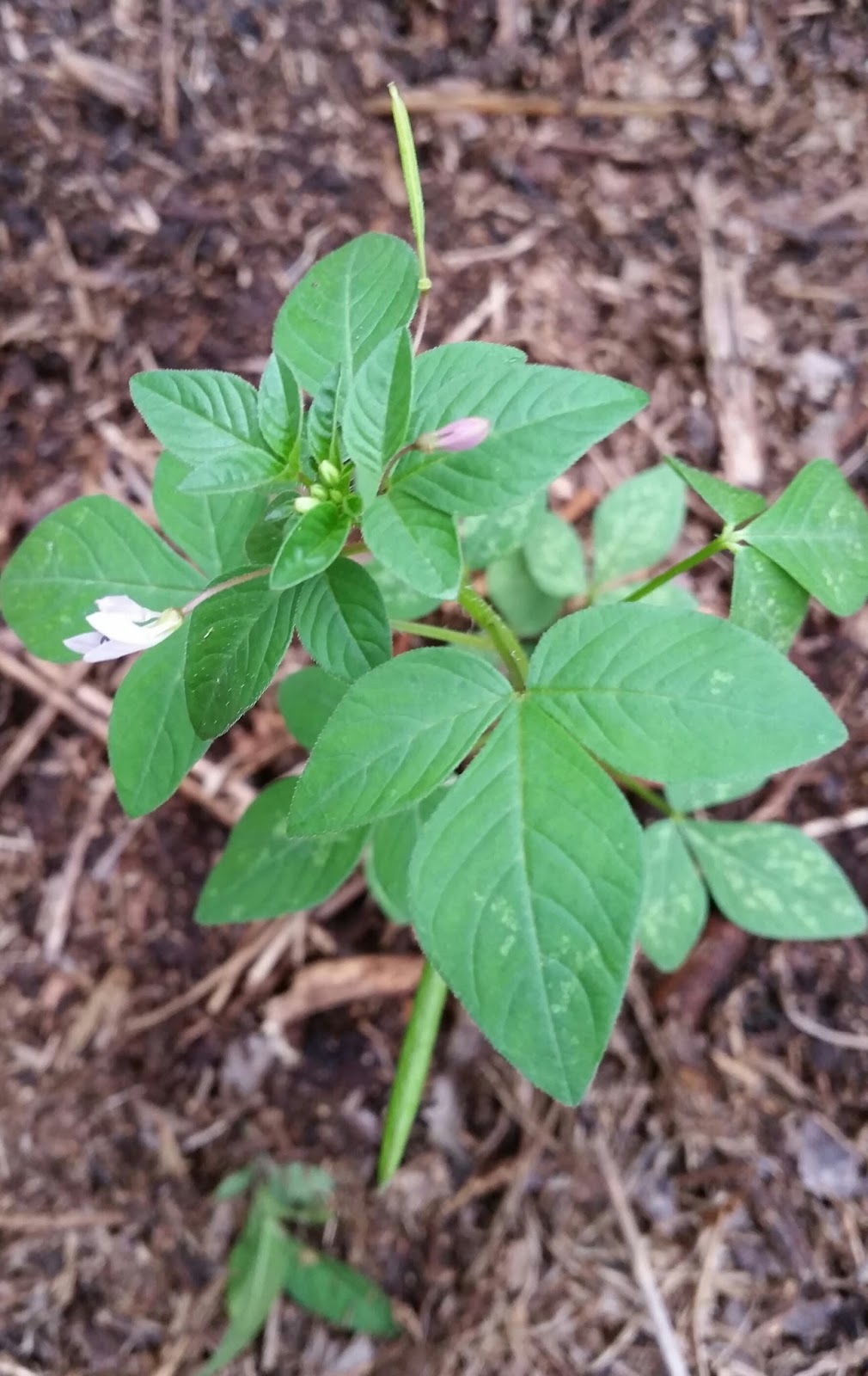 Warisan Petani: Pokok Maman.