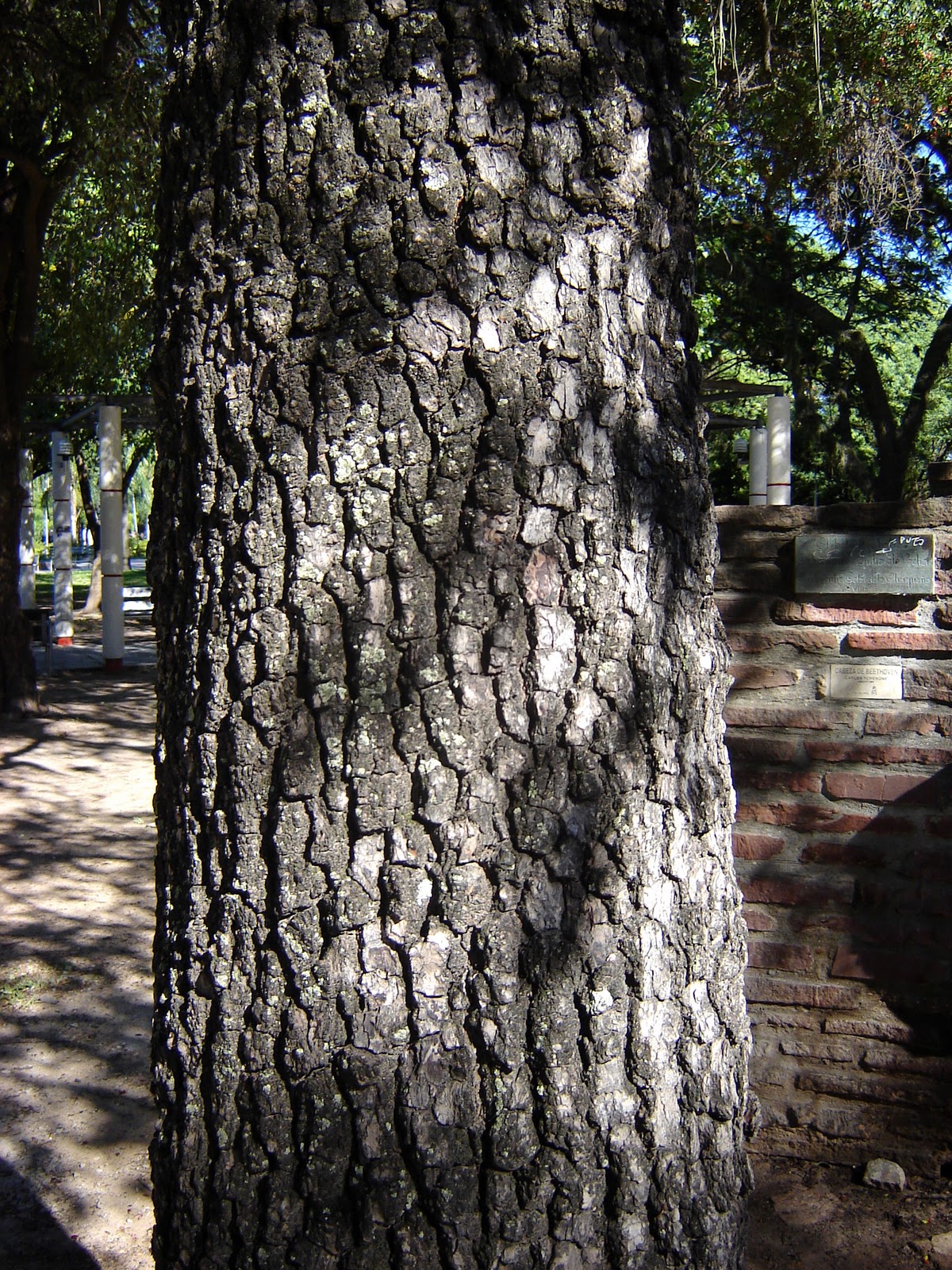 v e r d e c h a c o: Quebracho / Quebracho colorado