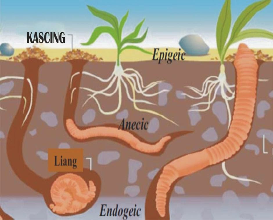 JENIS-JENIS CACING, MANFAAT, BUDIDAYA. bag.5 >>> Pheretima sp.(Cacing ...