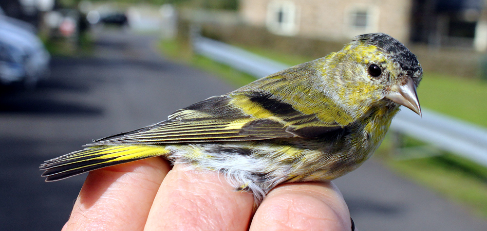 Another Bird Blog: Siskins And Things