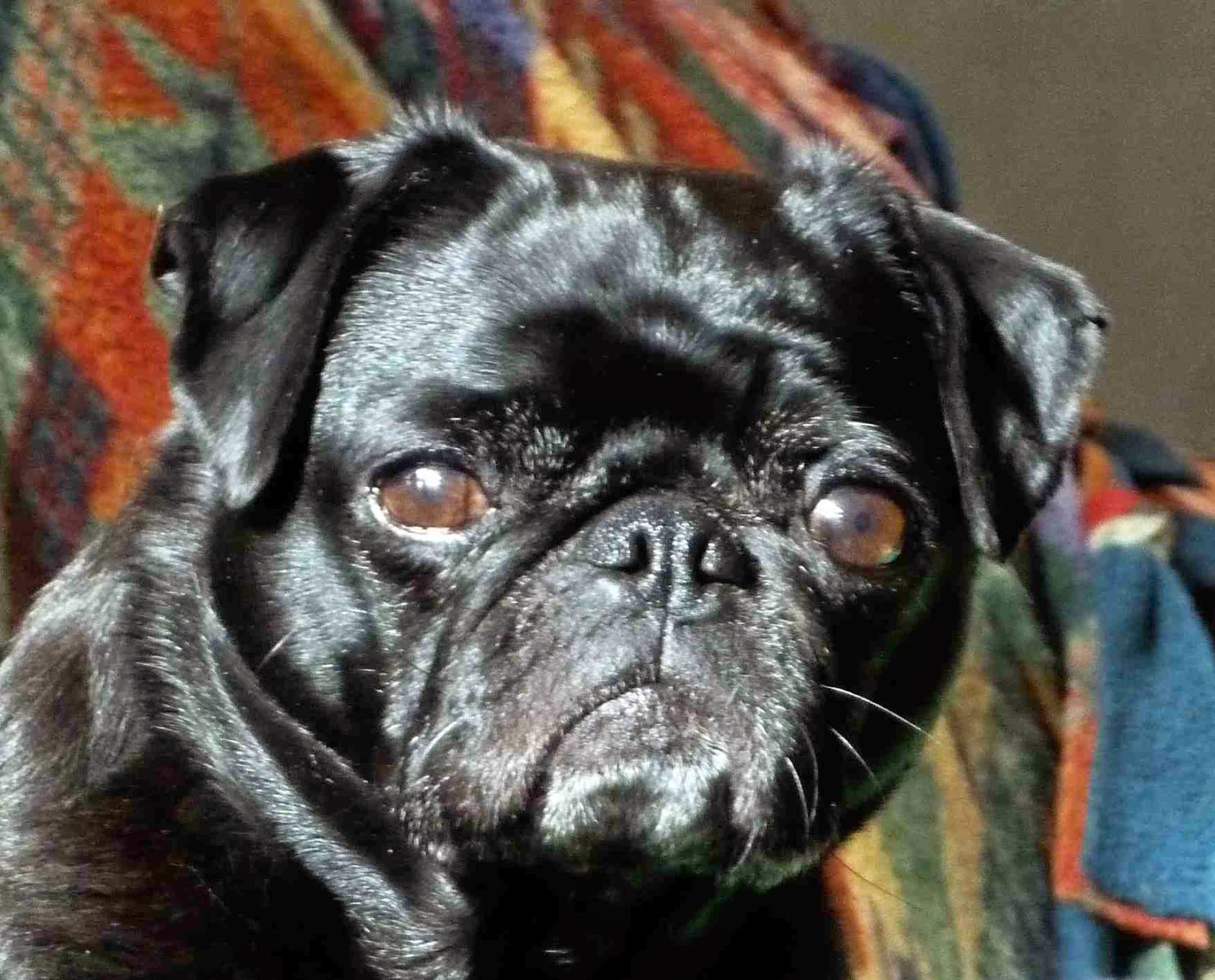 Boulderneigh: Pulling the pugs