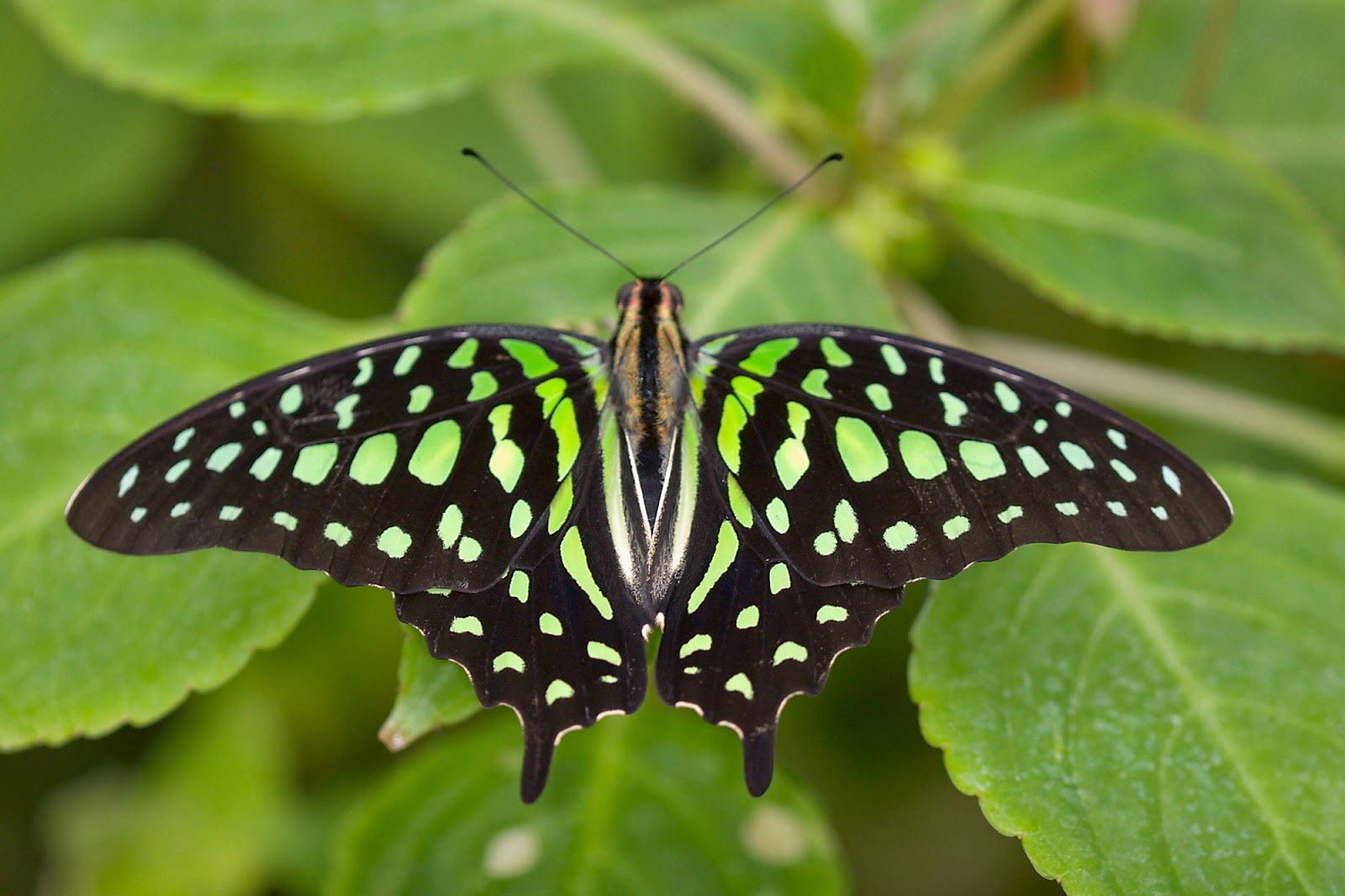 Blok888: Top 10 Most Beautiful Butterflies in the world
