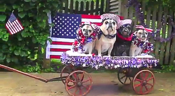 VIDEO: 4 Pugs Parade on a Patriotic 4th of July Float! | BOLD and ...
