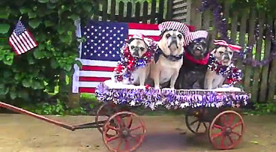 VIDEO: 4 Pugs Parade on a Patriotic 4th of July Float! | BOLD and ...