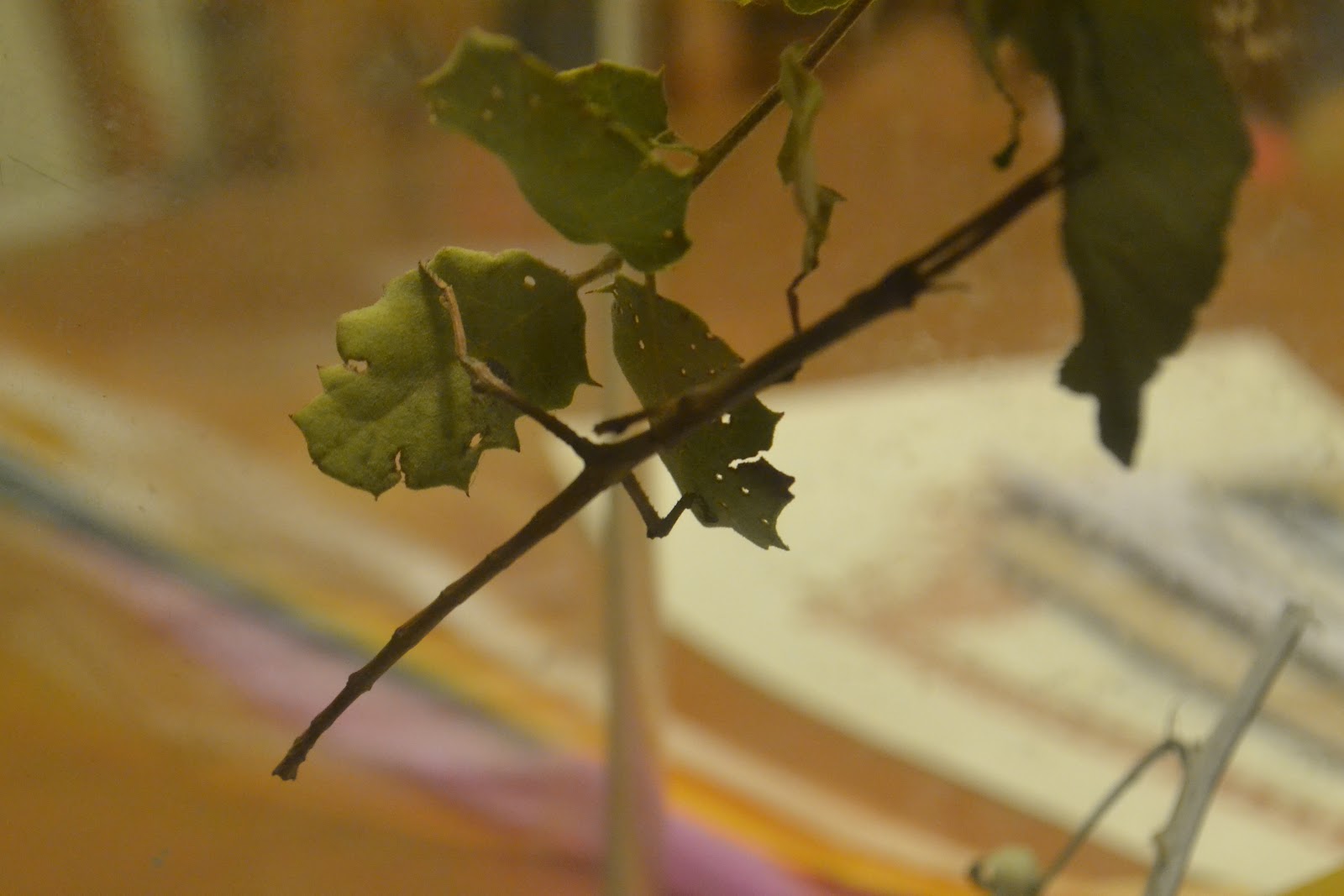 CLONOPSIS: Achrioptera fallax