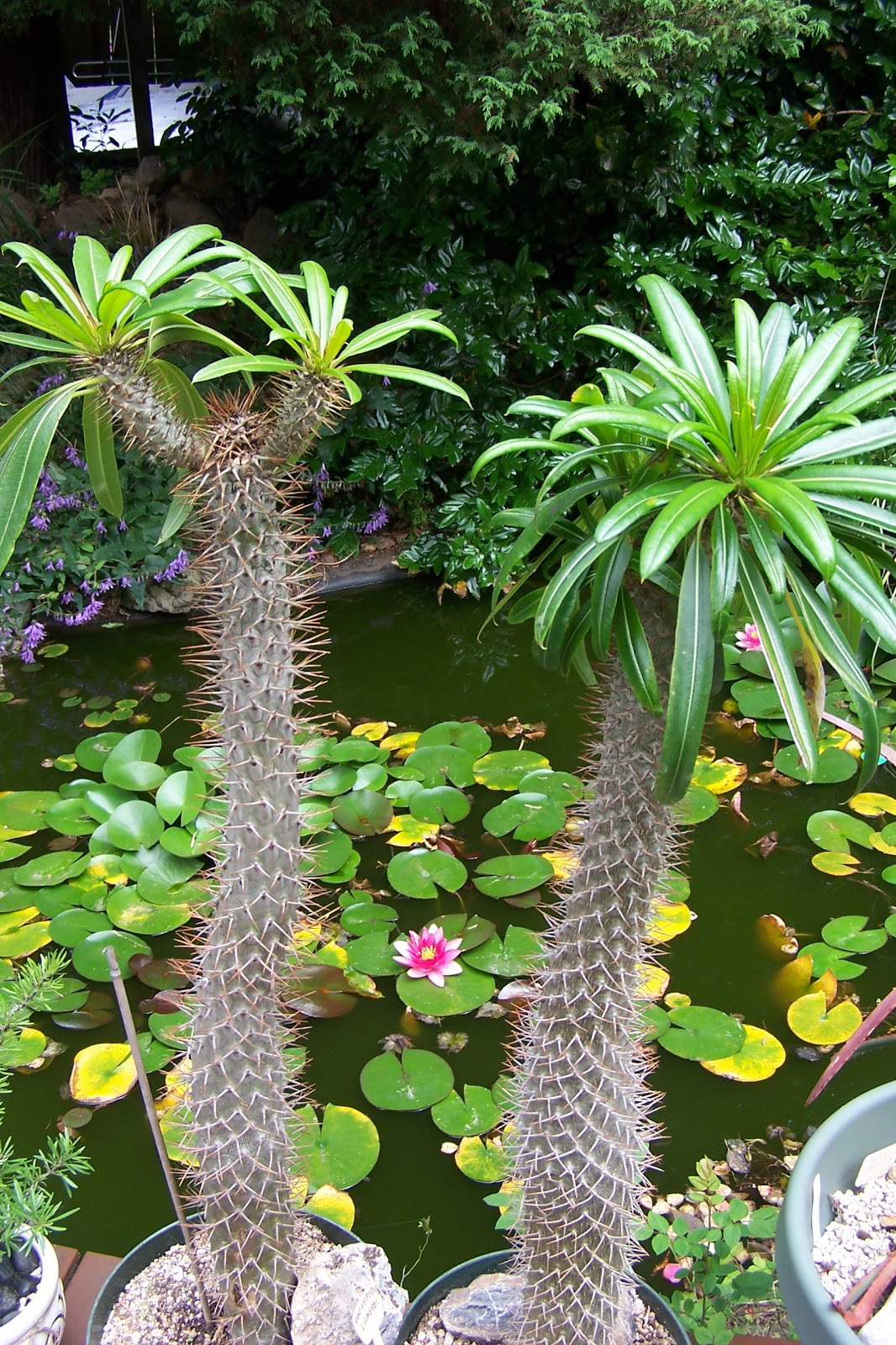 Oregon Cactus Blog: Pachypodium lamerei