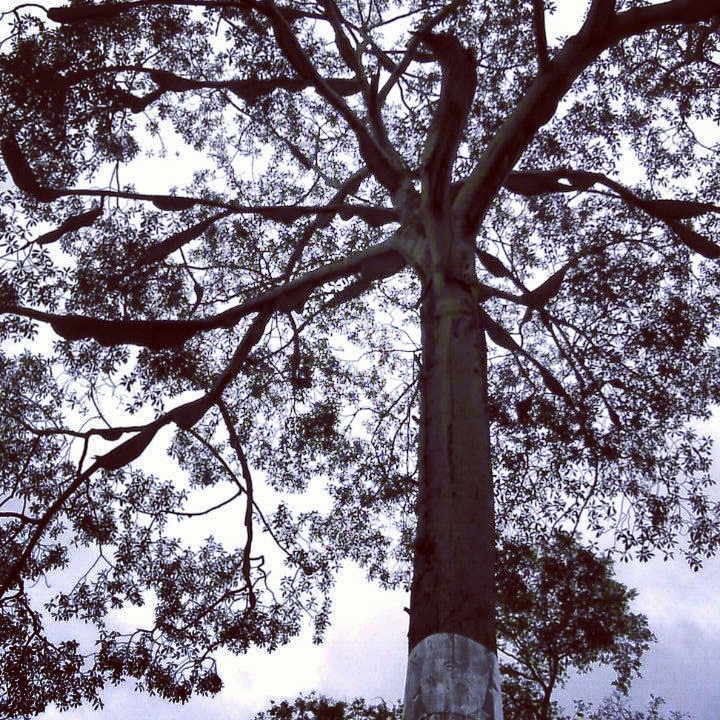 Madu sialang : POHON MADU, POHON SIALANG