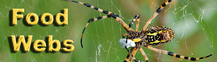 YEAR 5 - FOOD CHAIN & FOOD WEB