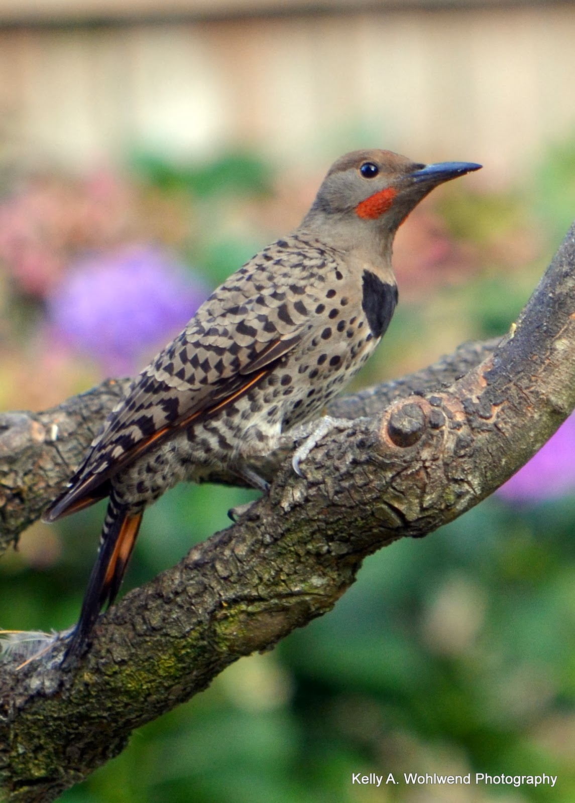 Be Your Best Birder: Avian Keratin Disorder...A Flicker's Tale