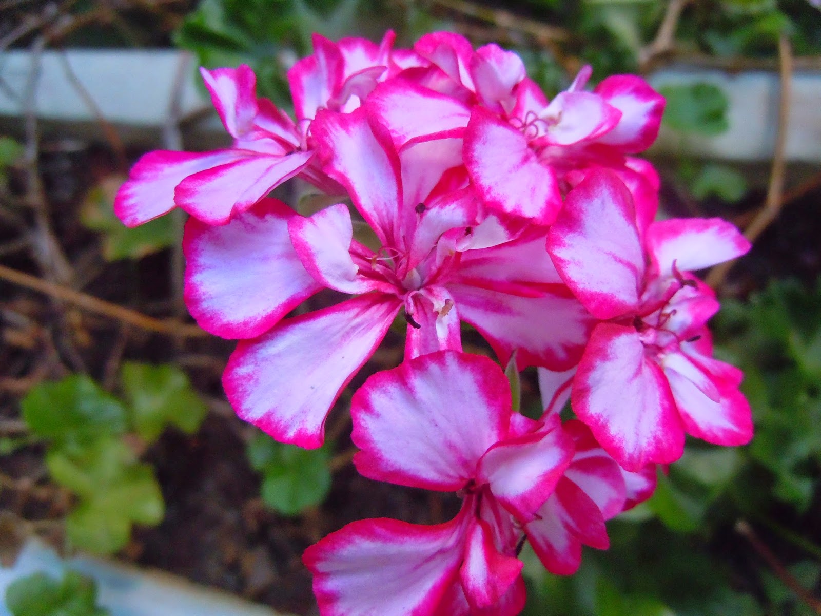 DIÁRIO COM A NATUREZA: 13 DE ABRIL - GERÂNIO - FLOR