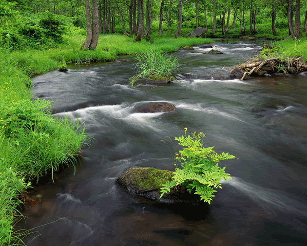 SF: 04: ທາງຊີວິດ