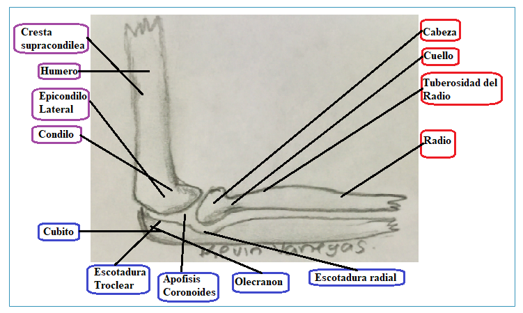 Blog de anatomía radiológica humana - UNAD - Grupo 28 -2018. : 1 ...