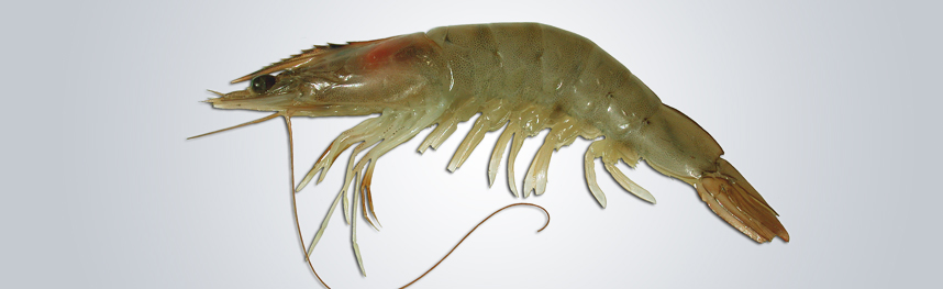 El camarón blanco es nativo de la costa oriental del Océano Pacífico ...