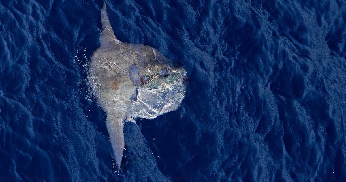 ! Andando por las ramas !: Mola mola ver peces luna