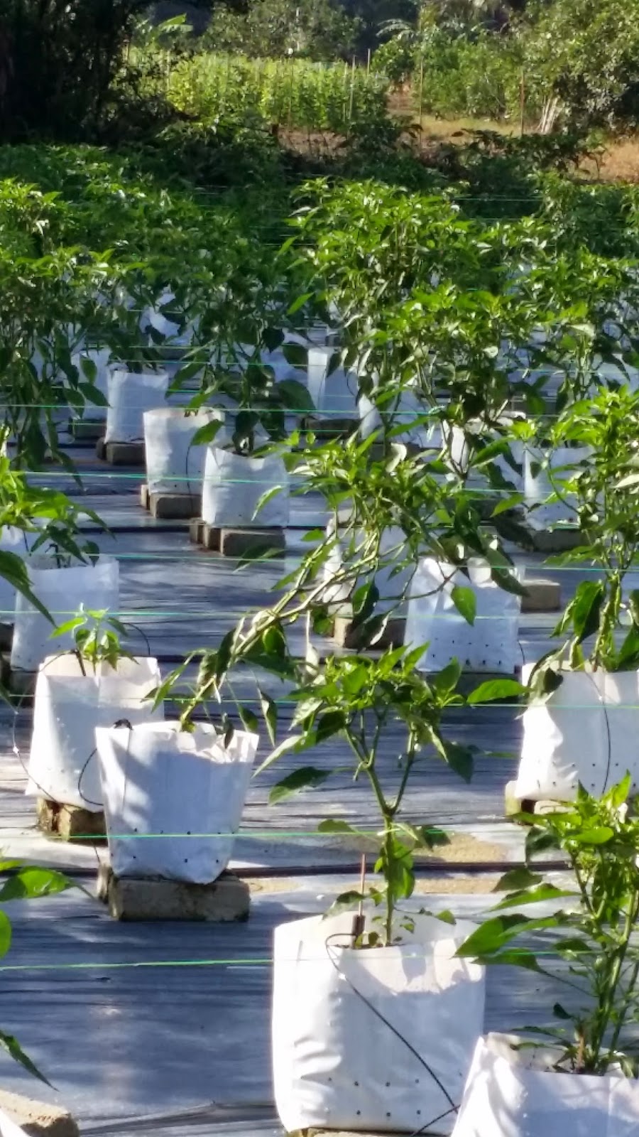 Pertanian Kaedah Fertigasi: Sambungan 1 Proses Tanaman Cili Secara ...