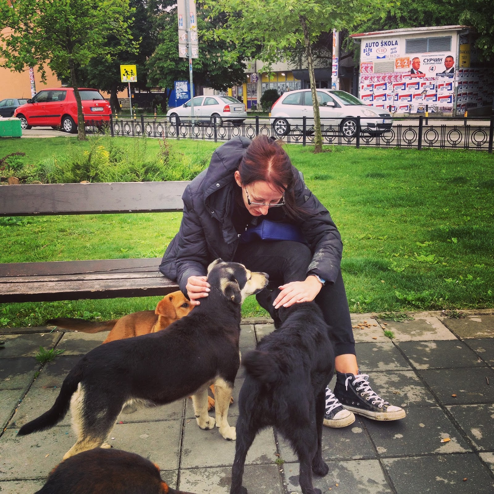 Pound Dogs Toronto Animal Services - dog adoption - animal shelter