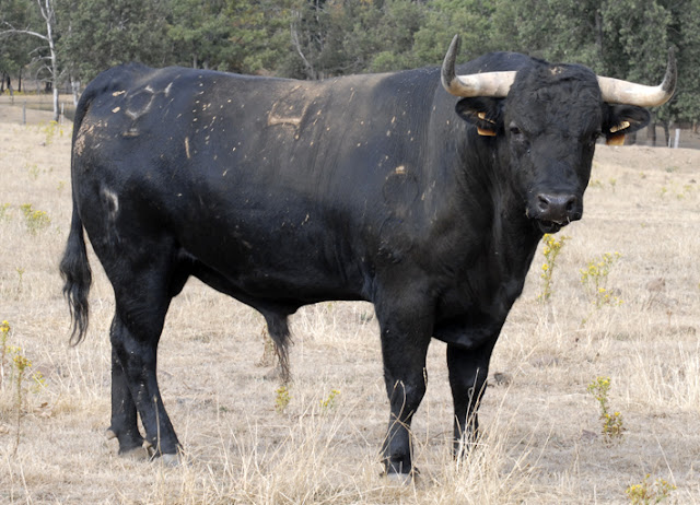 La Suerte Natural: Adelaida Rodríguez, La corrida Torista de Salamanca