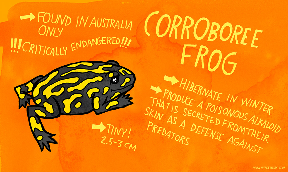 My Zoetrope: 064: Corroboree Frog