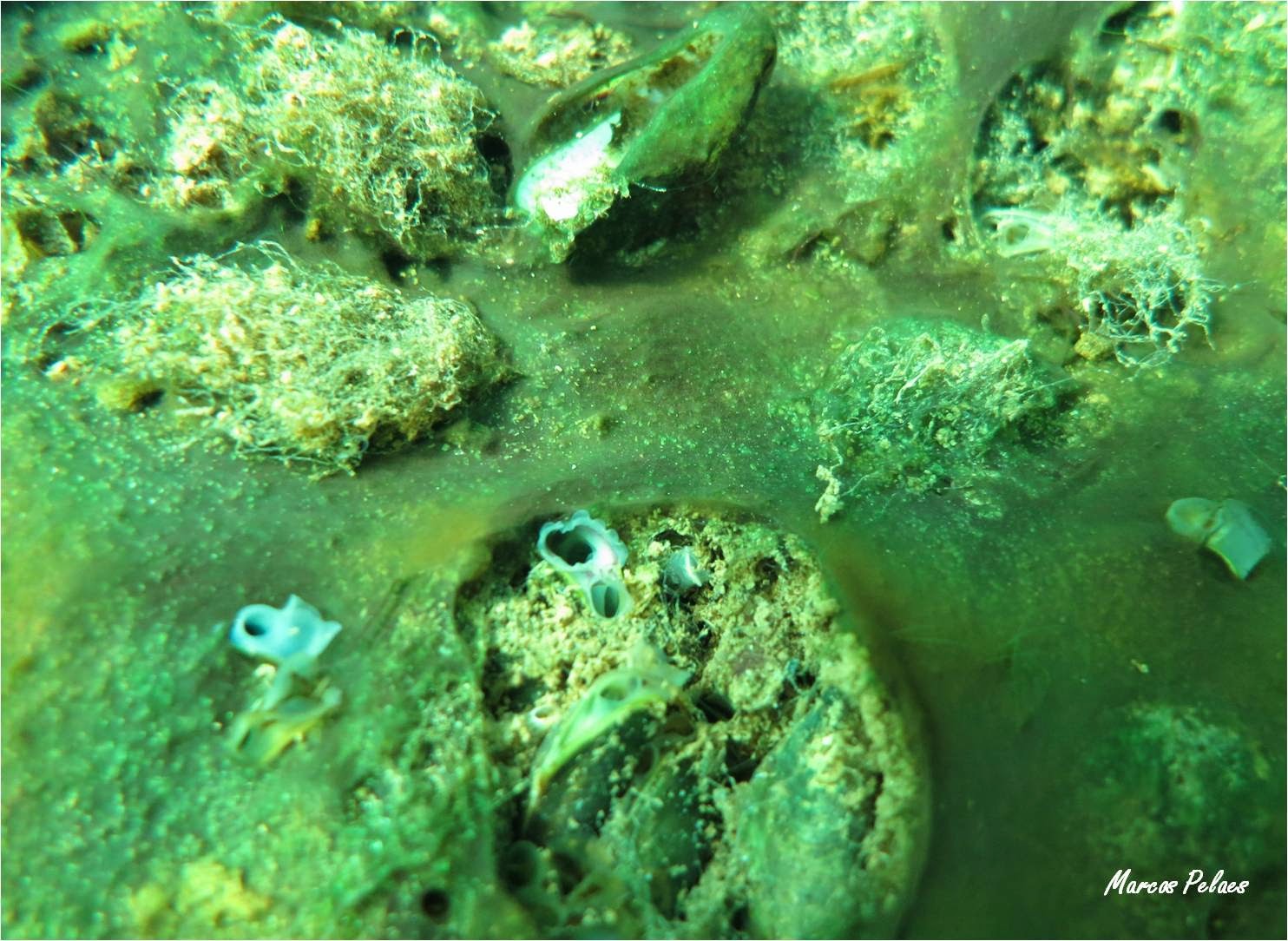 Hidrofilia: Mergulho no Tietê II