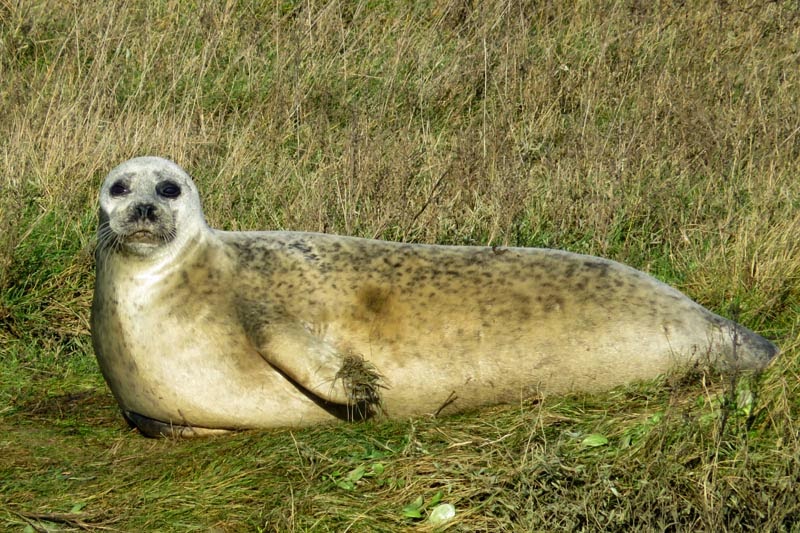 MERSEA WILDLIFE: STARING SEAL