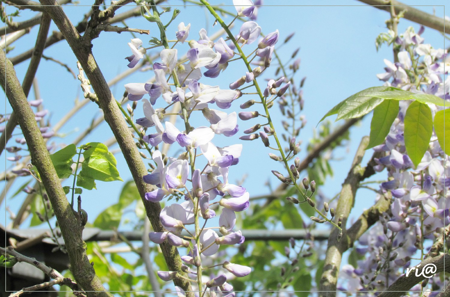 NATUUR mijn PASSIE - NATURE and POETRY: BLAUWsel BLAUW