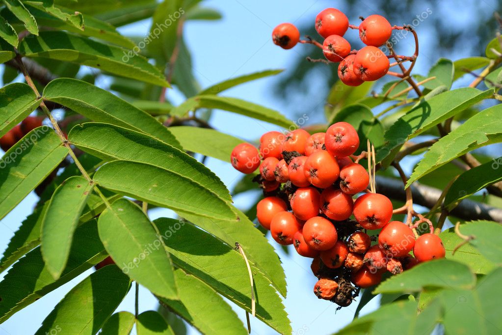 Entre flores y abejas: Serbales