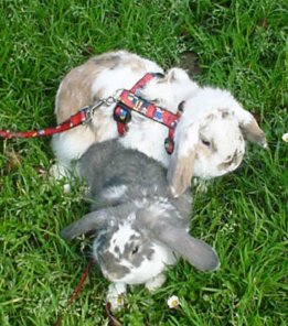 fanatic rabits: SISTEMA DE REPRODUCCION DE CONEJOS.