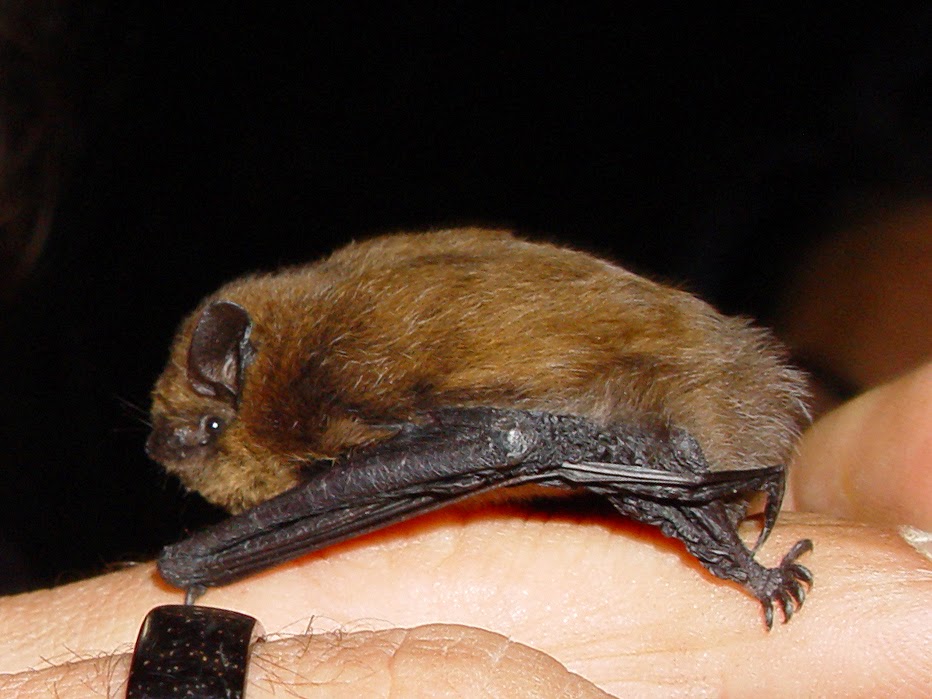 Species of UK: Week 59: Pipistrelle bats ('Pipistrellus')