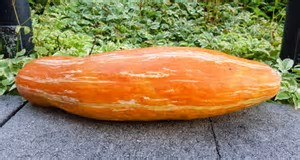 VegHeadz: Ancient Squash