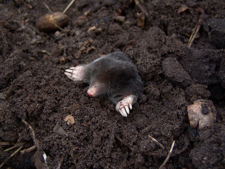 life between the flowers : Best way to get rid of moles from your lawn ...