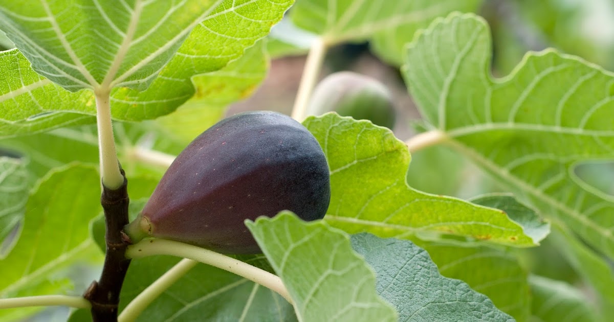 Pohon Ara-Tin: POHON ARA-TIN