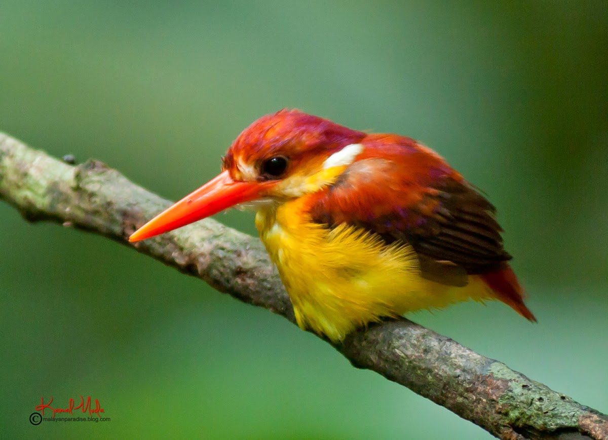 SOUTH EAST ASIA BIRDS - Malaysia birds paradise: Rufous-backed ...