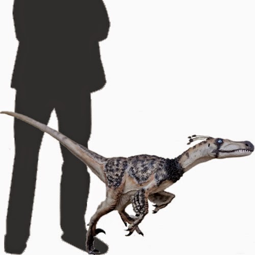 Dinosaurios: Graciliraptor