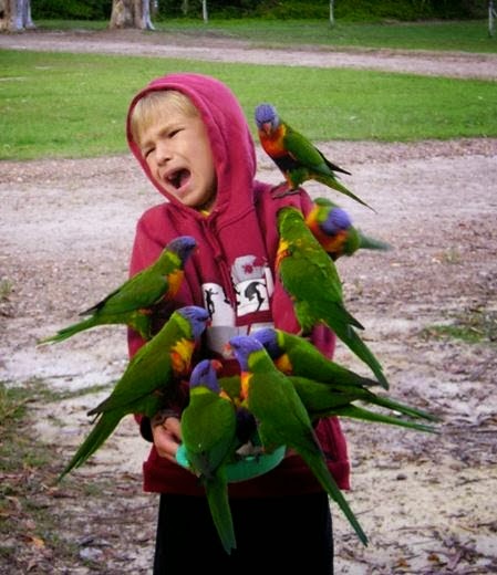 Redshirt's Lament: Too many parrots