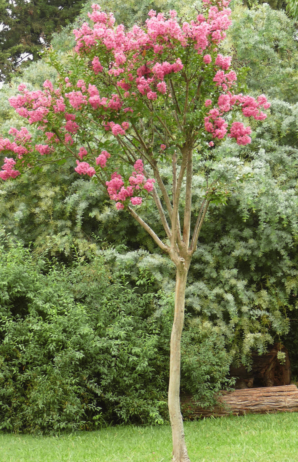 En el jardin: Lagerstroemia indica, la alegría del verano...