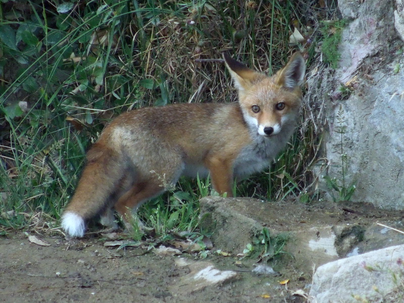 Verde y Cordial: Guineu – Vulpini – Fox
