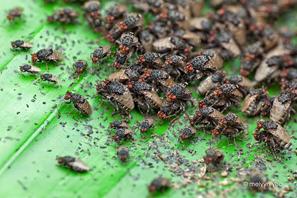 Melvyn's Photography