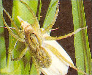 SAUNG SUMBERJAMBE: MUSUH ALAMI WERENG