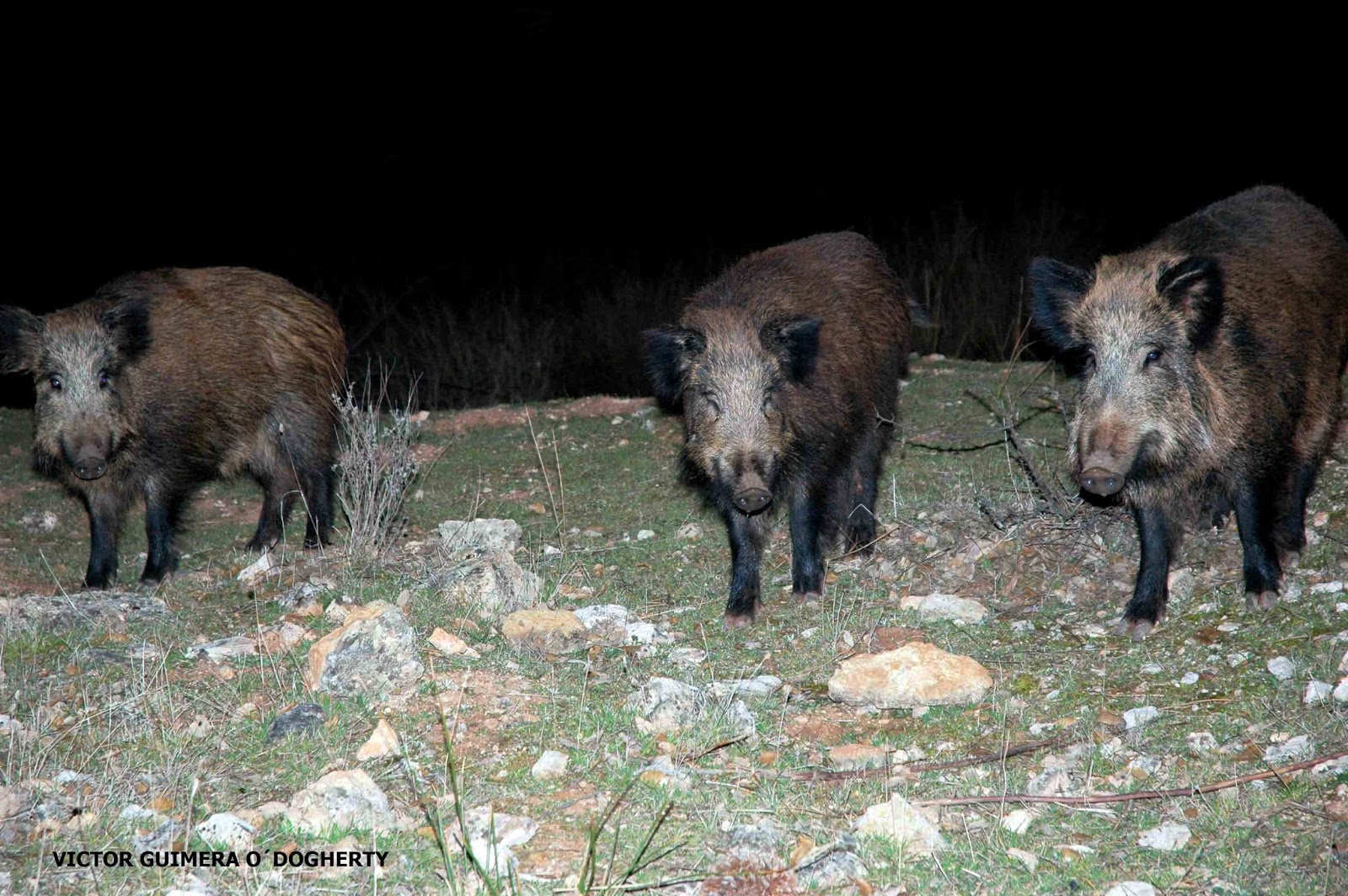 Mis imágenes de aves: JABALIS EN LA SIERRA DE CAZORLA