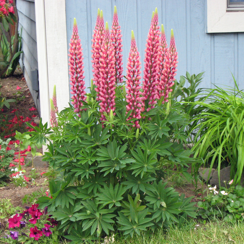 Our Lady's Garden: Dwarf Lupine, Minarette
