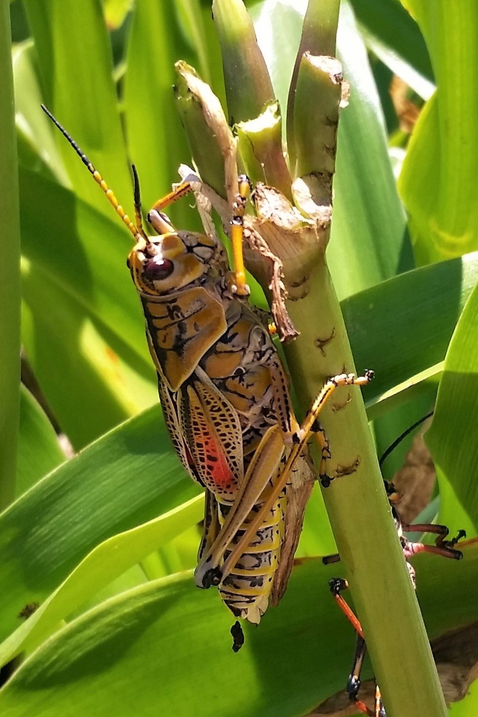 Travels and Trials of RV Life: Eastern Lubber Grasshopper