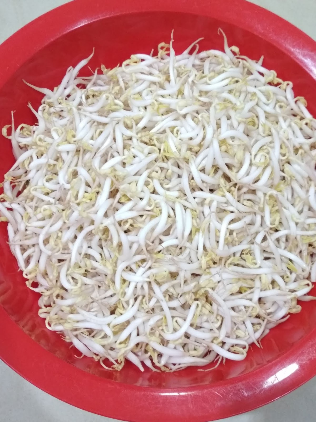 Allaboutlynns: Science: Plant Activity